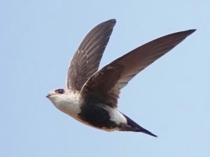 Vencejo de Pecho Blanco – Laguna México